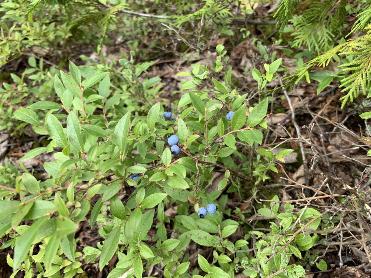 Minnesota’s blueberry season is in full swing — here’s how to pick your ...