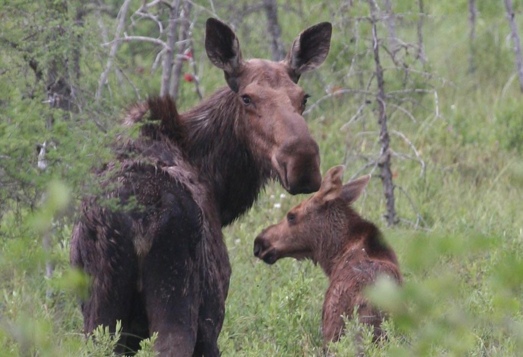 Science Desk: What about the Moose? | Save the Boundary Waters